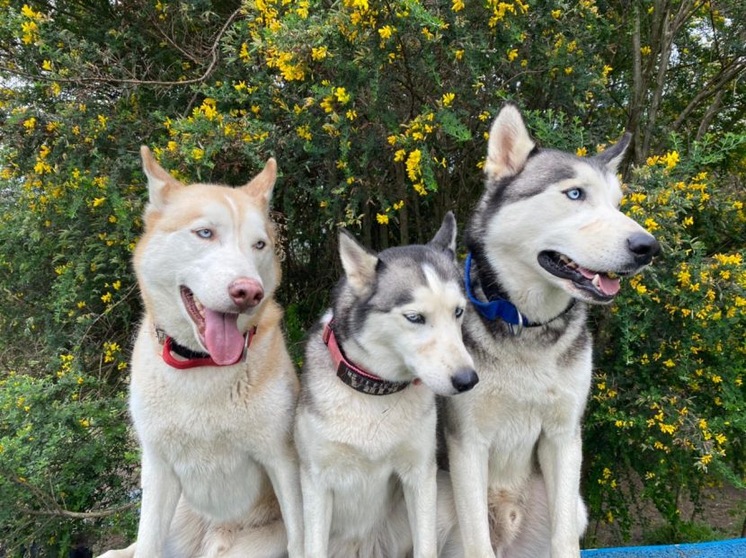 Nuestros estudiantes de la semana: Nuestra amada FAMILIA HUSKY